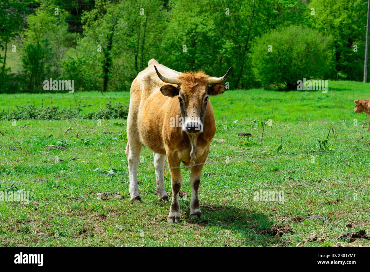 Brown Asturian cows, livestock with little calfs on green grass pasture ...