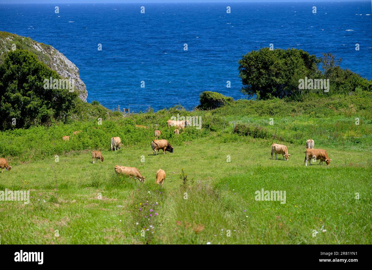 Brown asturian cows grazing hi-res stock photography and images - Alamy