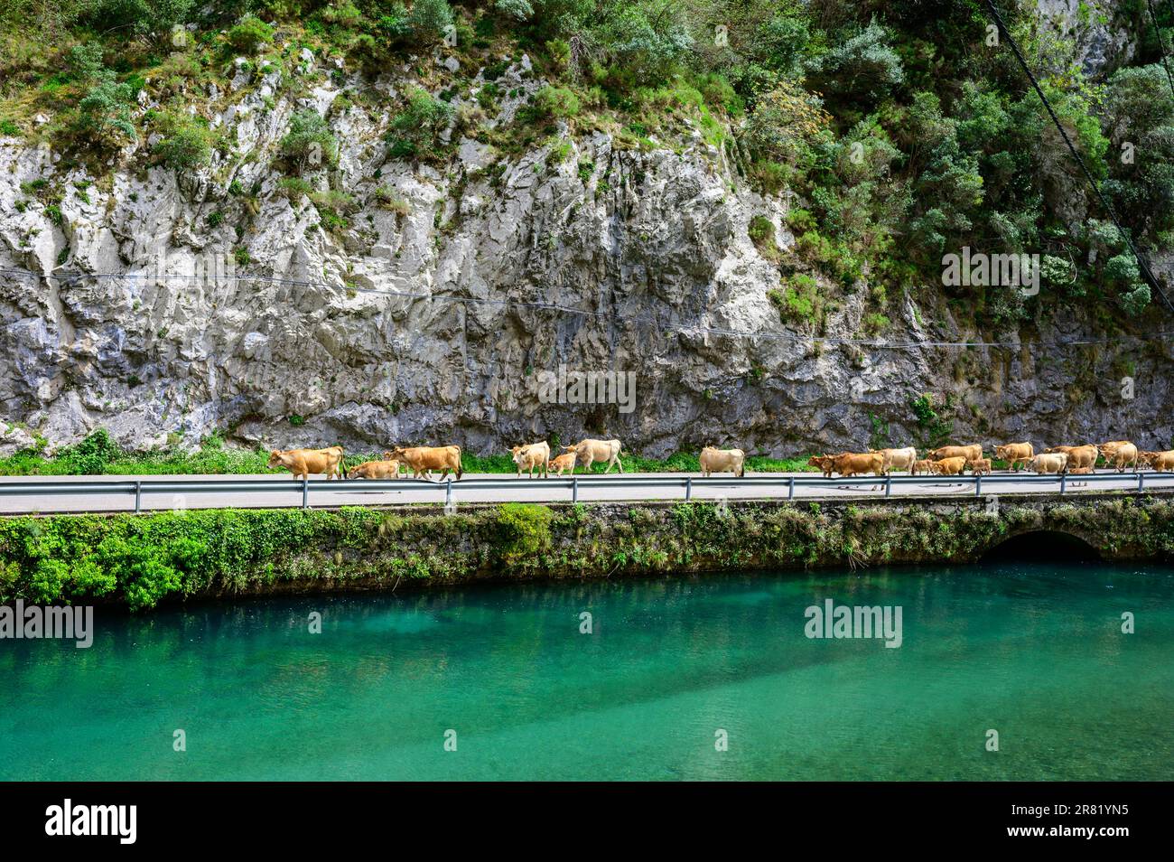 Brown Asturian cows, herd of cows is carried to new pasture on mountain ...