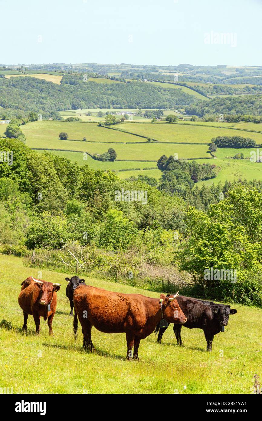 Red Devon cows with GPS virtual fence NoFence collars keeping them in a ...