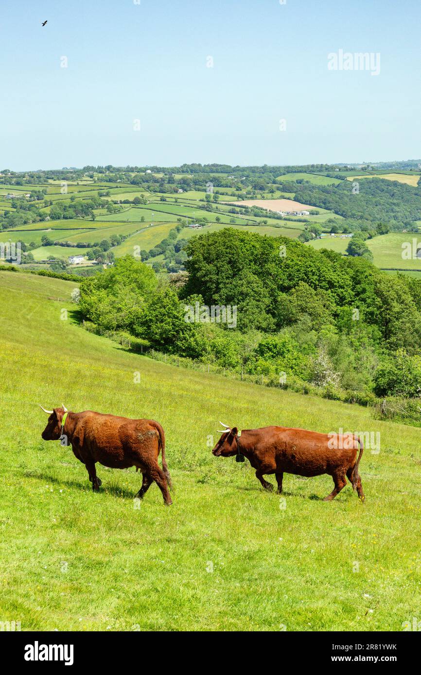 Red Devon cows with GPS virtual fence NoFence collars keeping them in a ...