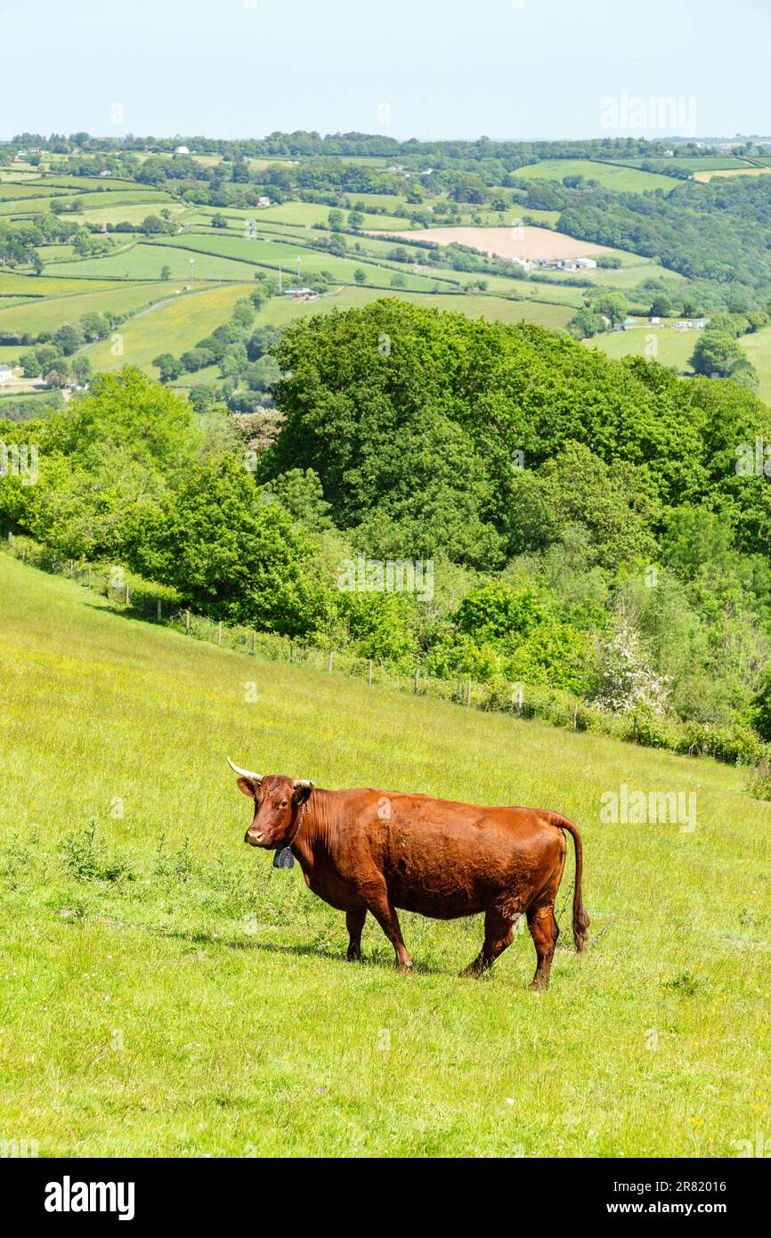 Red Devon cow with GPS virtual fence NoFence collars keeping them in a ...