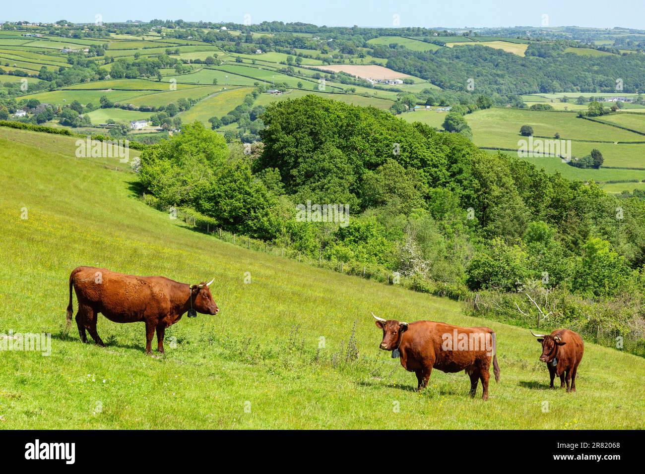 Red devon cow horns hi-res stock photography and images - Alamy