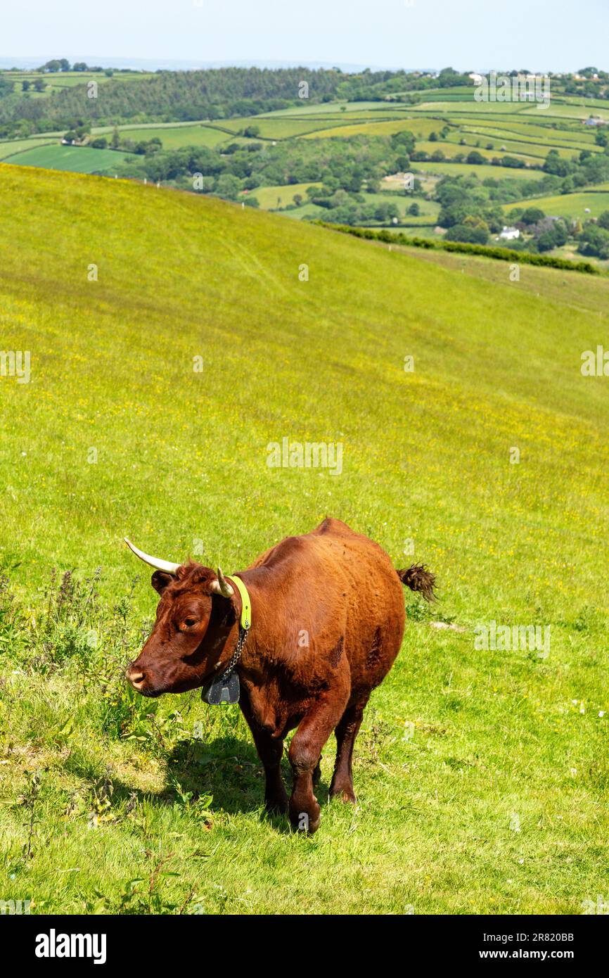 Red Devon cow with GPS virtual fence NoFence collars keeping them in a ...