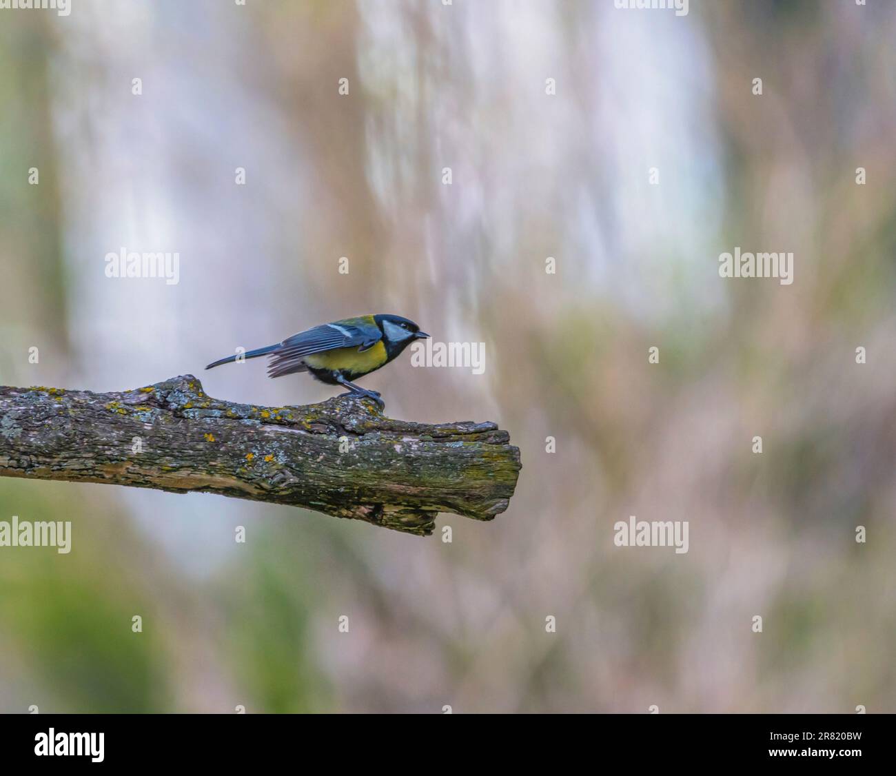 Great tit, parus major, bird standing on a branch Stock Photo - Alamy
