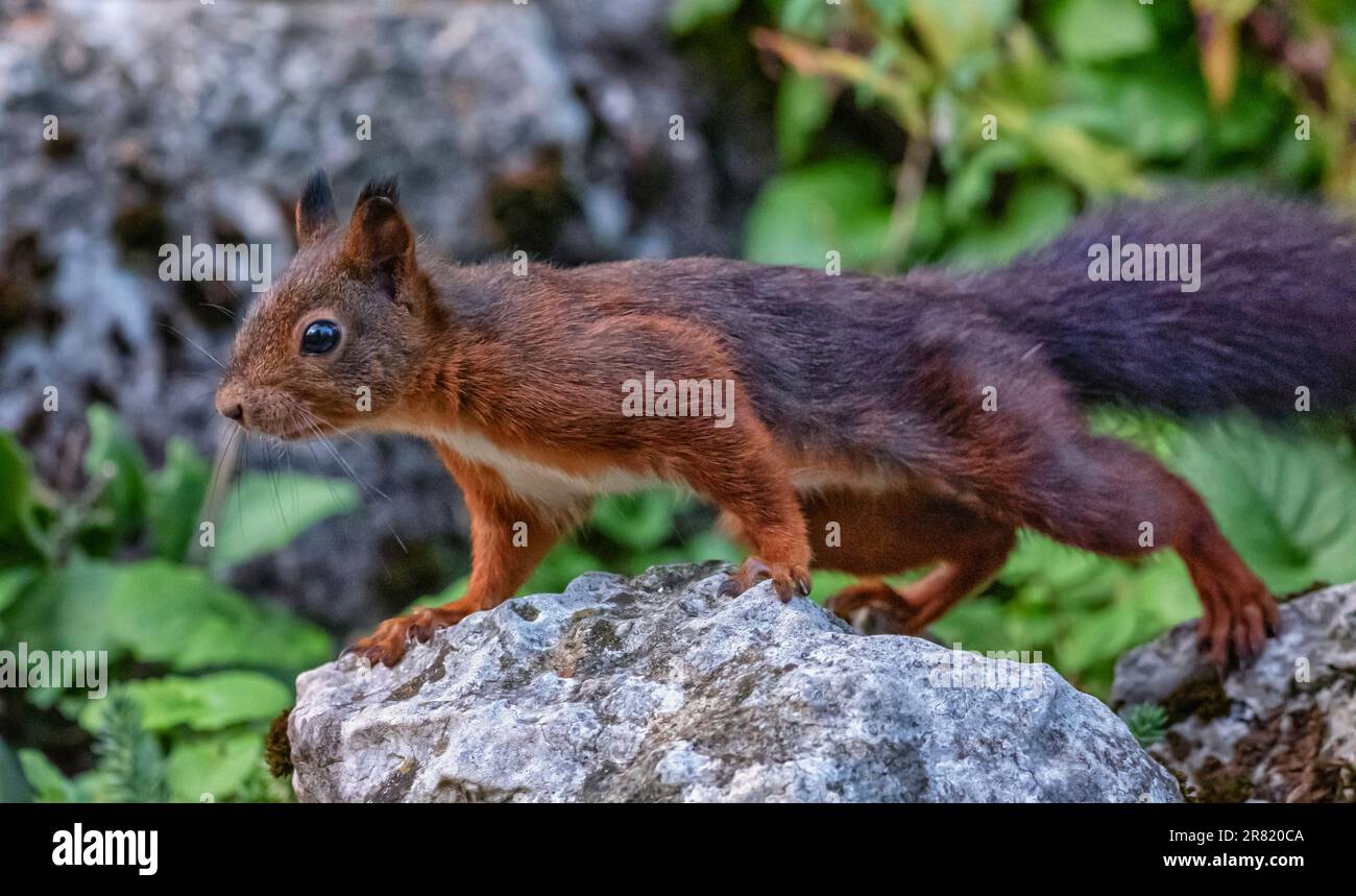 Red squirrel stand on a branch hi-res stock photography and images - Alamy