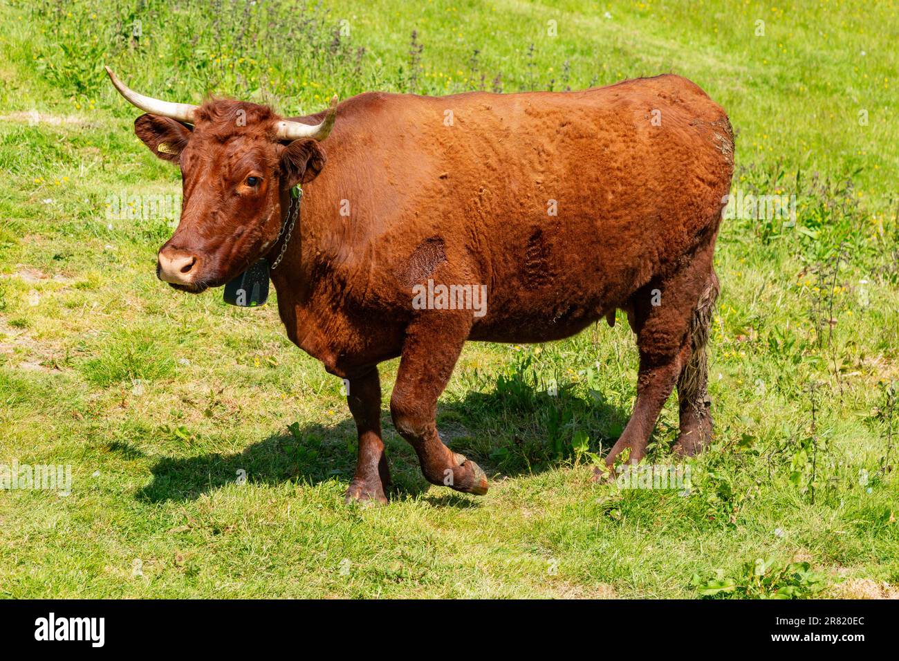 Red Devon cow with GPS virtual fence NoFence collars keeping them in a ...