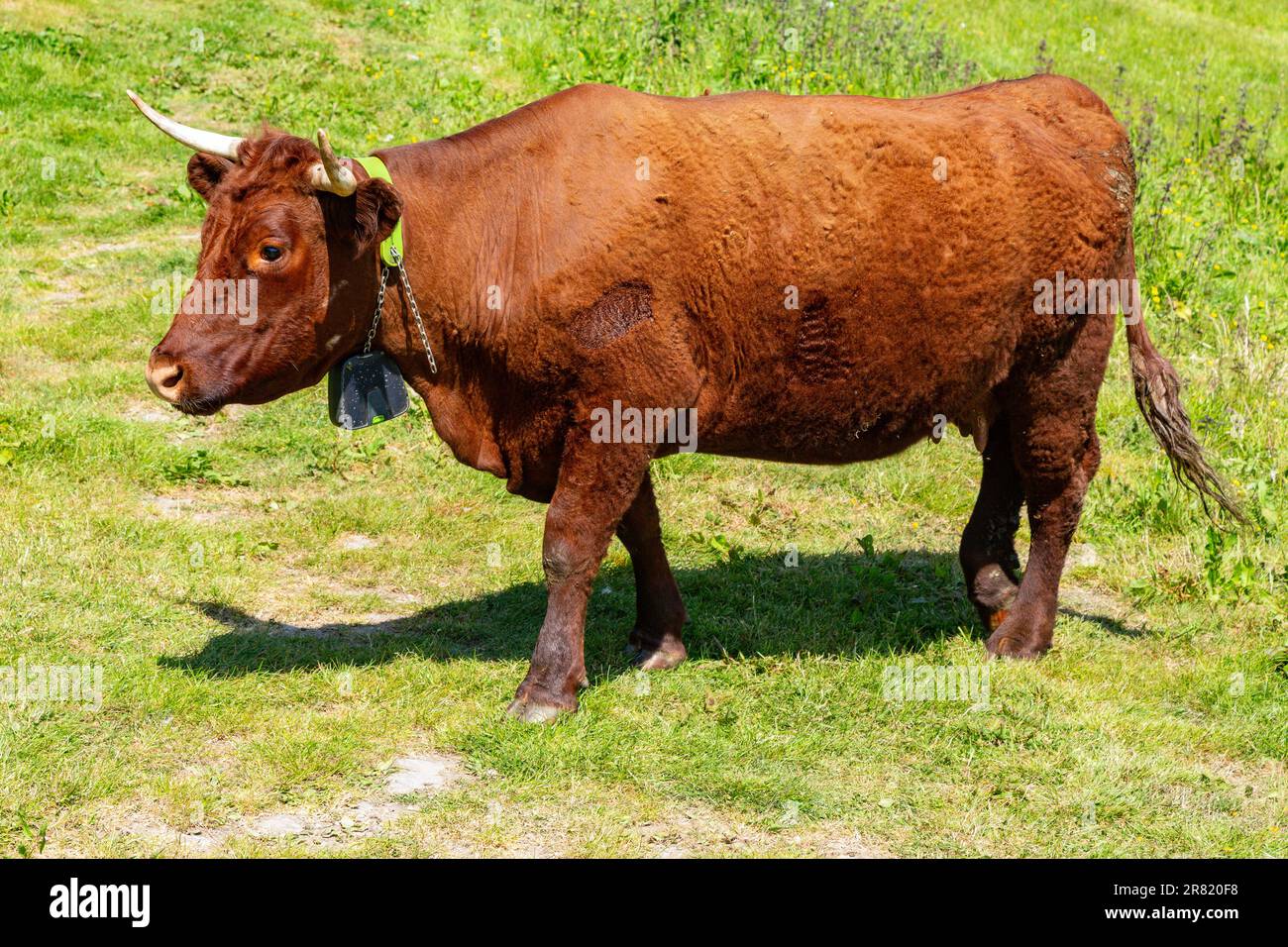 Red Devon cow with GPS virtual fence NoFence collars keeping them in a ...