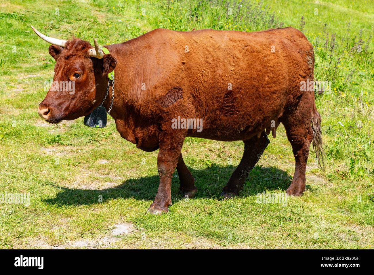 Red Devon cow with GPS virtual fence NoFence collars keeping them in a ...
