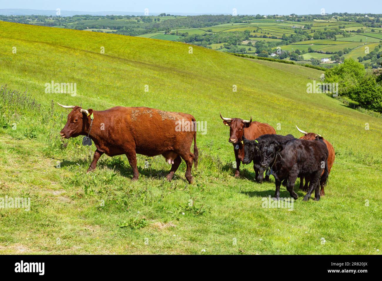 Red devon cow horns hi-res stock photography and images - Alamy