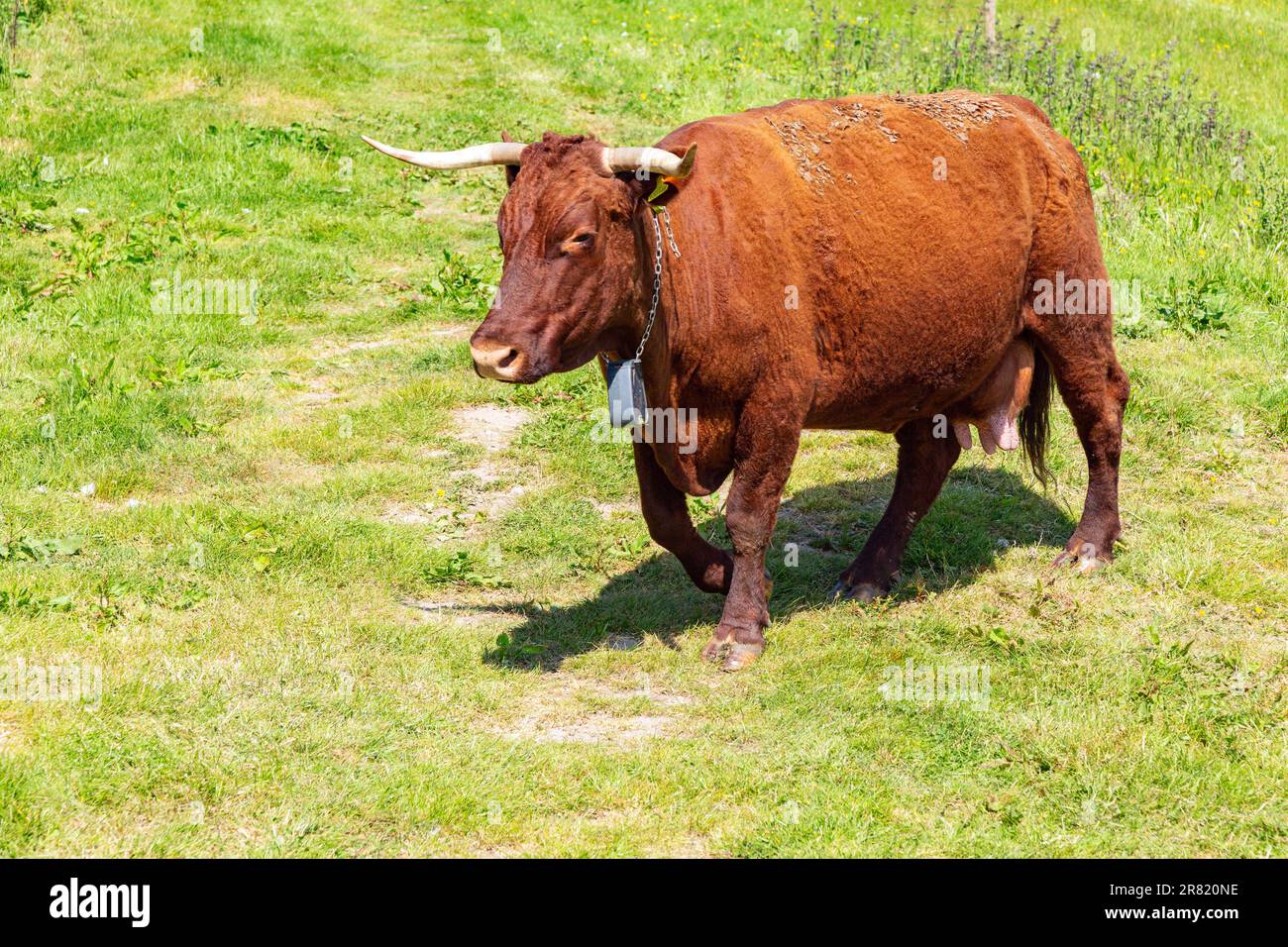 Ruby red cow hi-res stock photography and images - Alamy