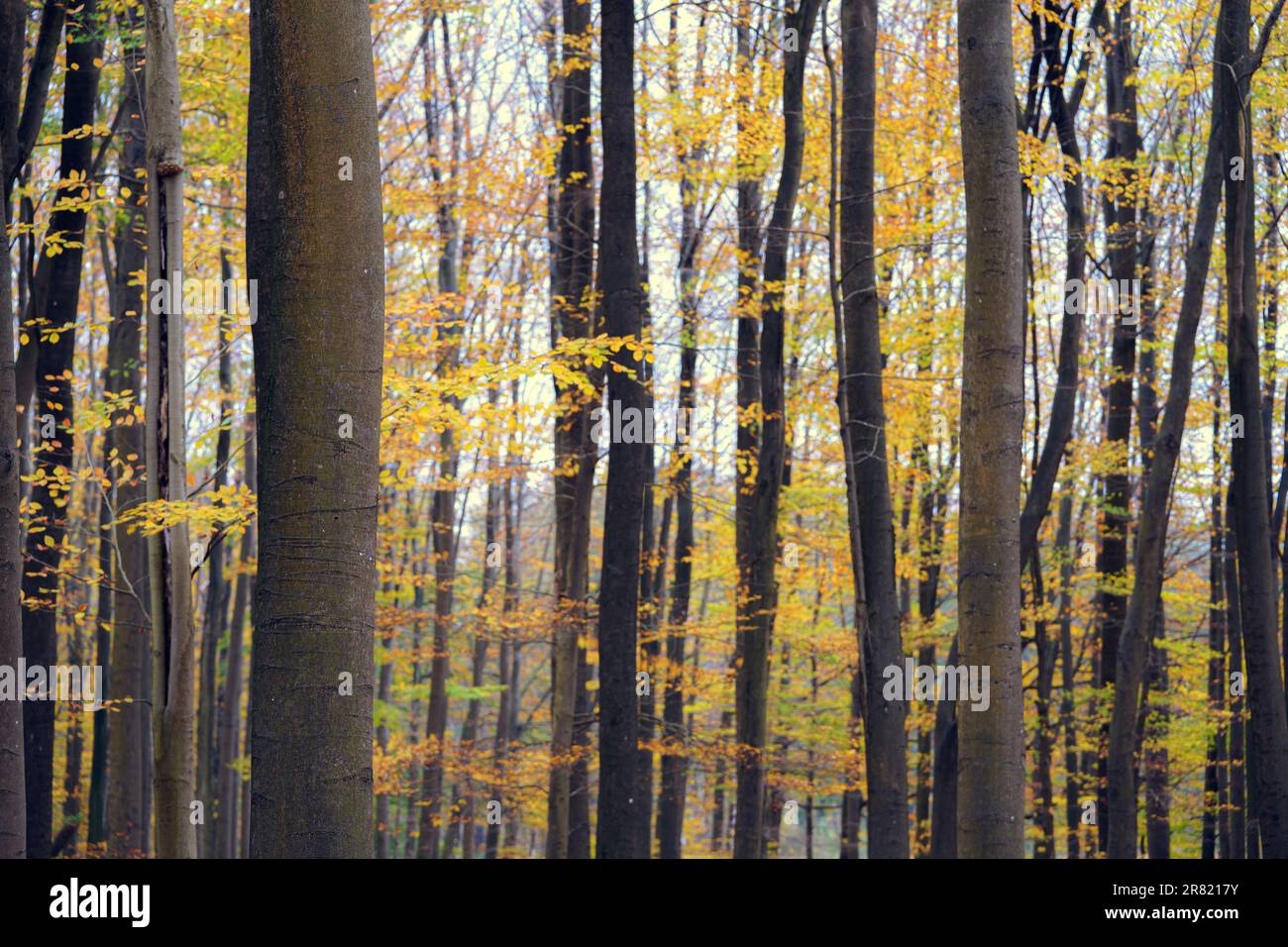 Straight and vertical lines in an autumn forest with tree trunks and ...
