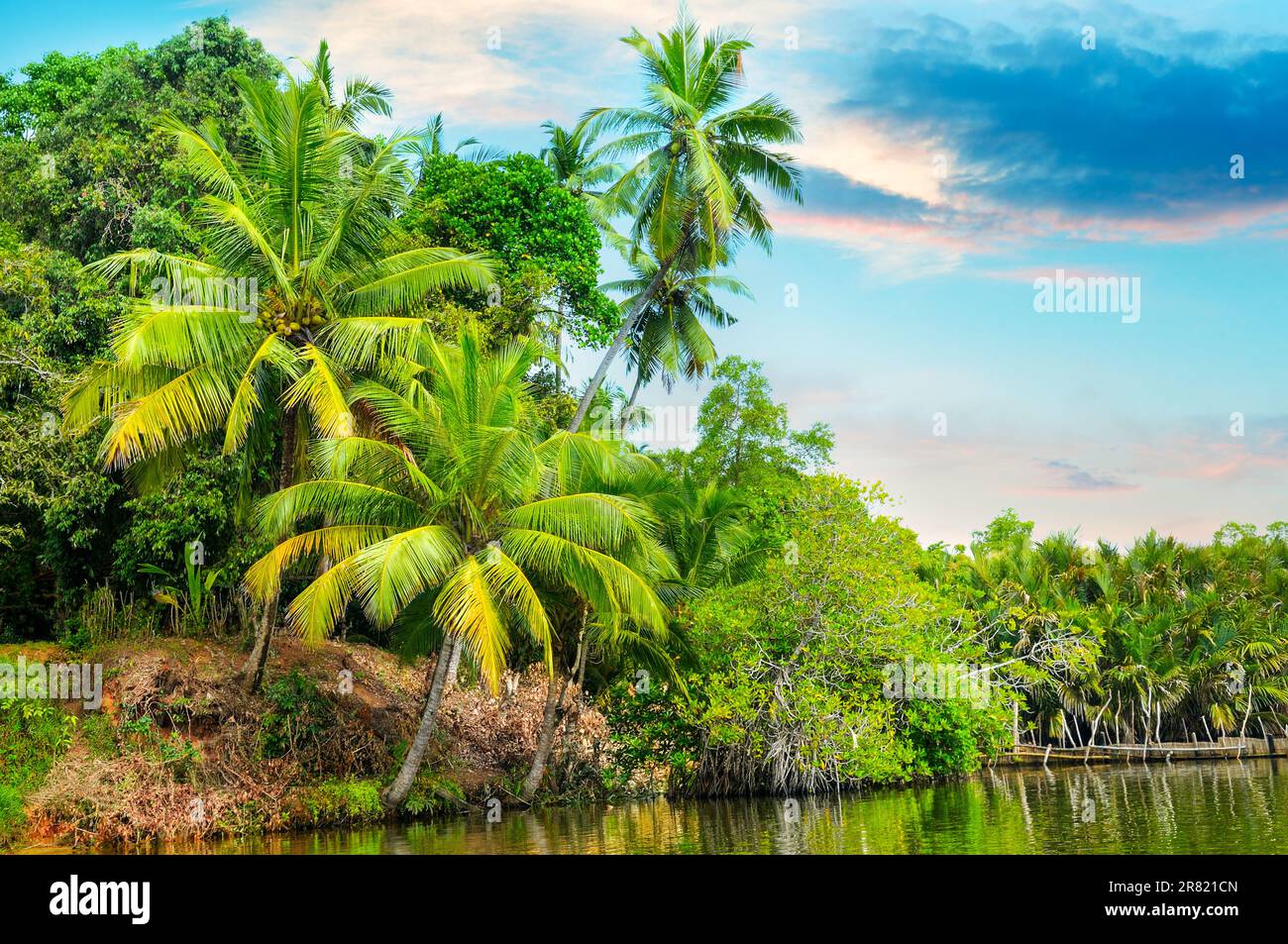 River, beautiful sunrise and tropical palms Stock Photo - Alamy