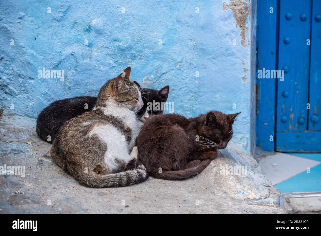 Cats in the alley of blue colored downtown of Chefchaouen, Morocco ...