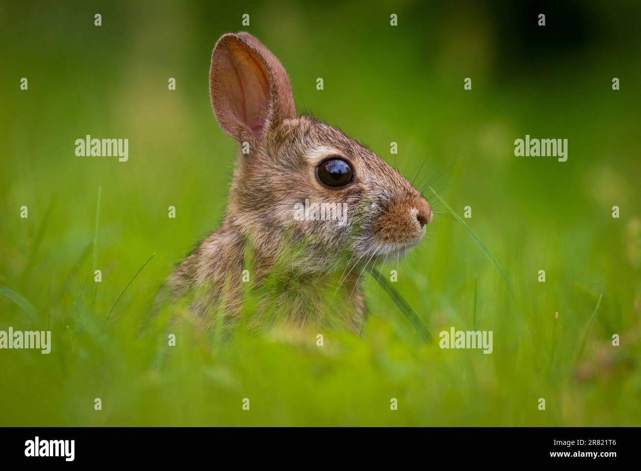 A rabbit sits in lush green grass, gazing out into the horizon Stock Photo - Alamy