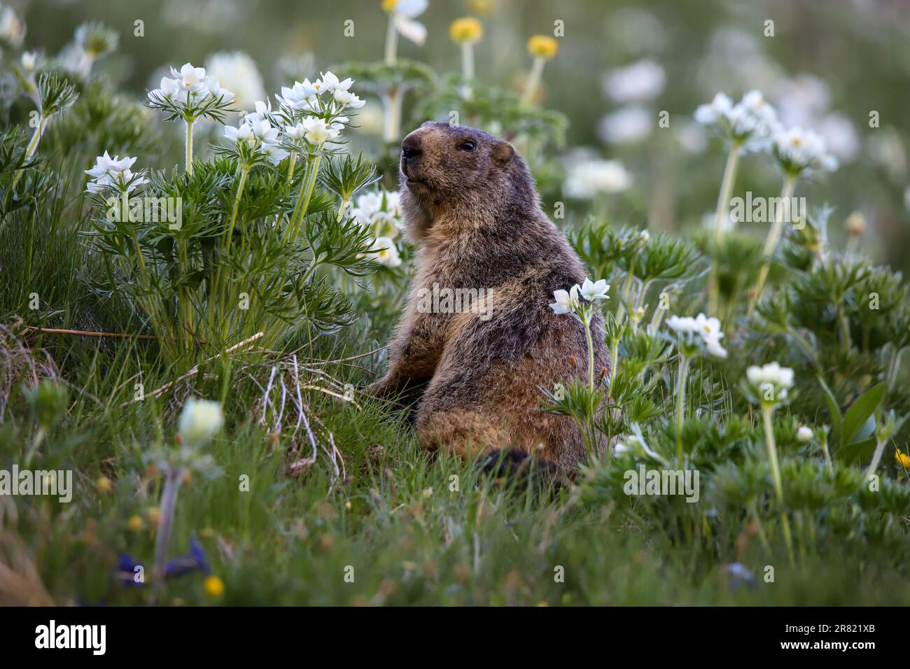 An adorable Surki sits contentedly amongst a backdrop of colorful ...