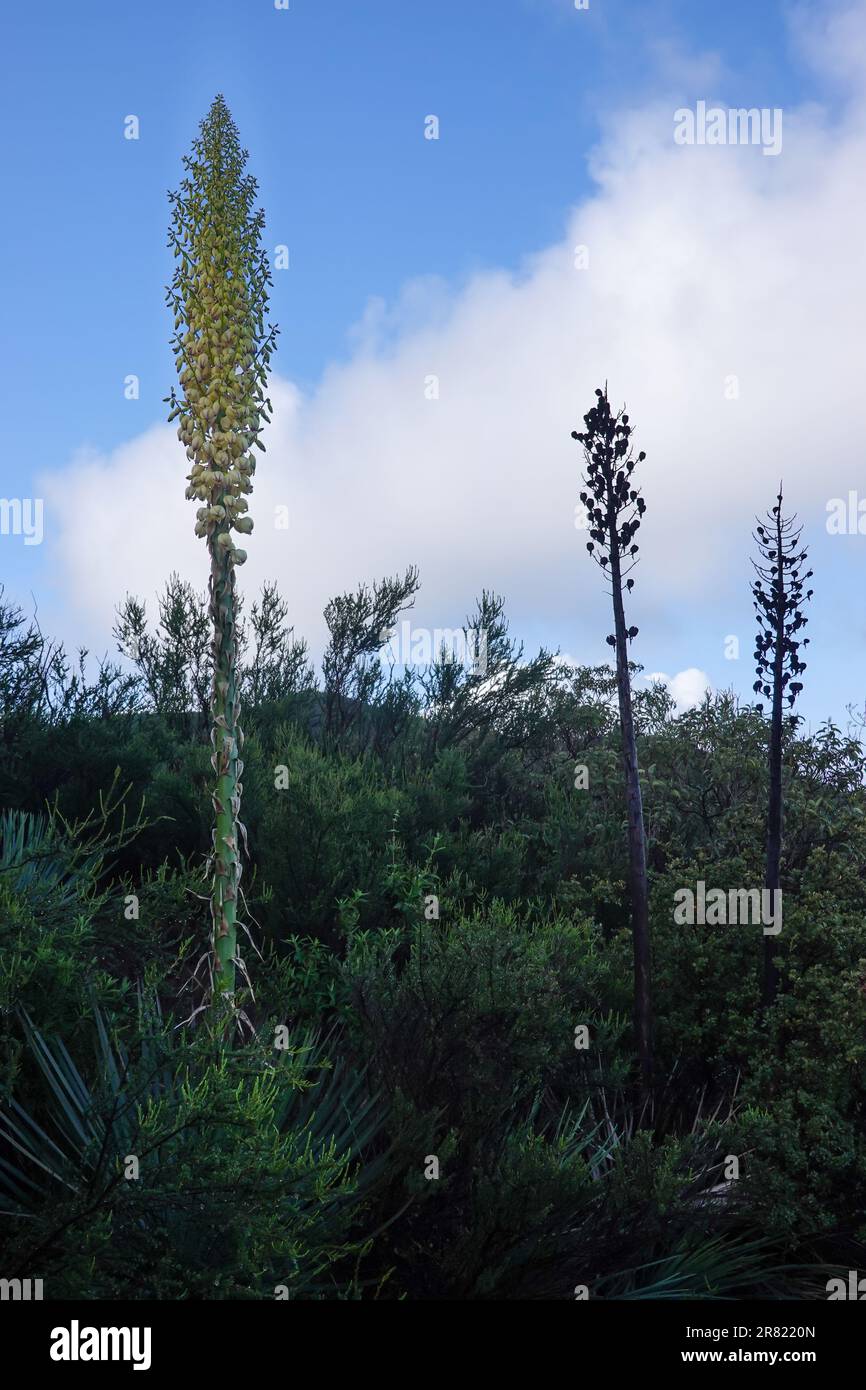 Chaparral Yucca tree (Our Lord's candle) blooming on hillside in early ...