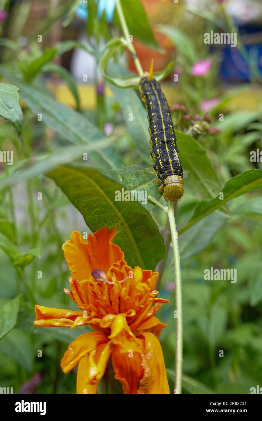 White -lined sphinx moth, Hyles lineata , caterpillar also known as the ...