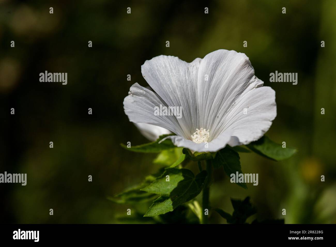 White Lavatera Trimestris Mallow also known as rose mallow white ...