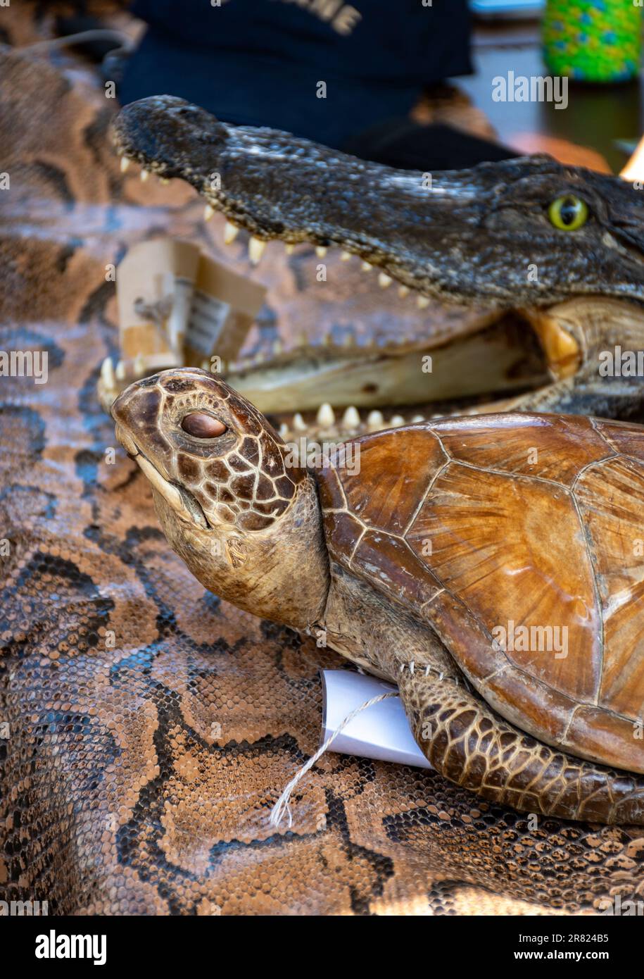 Snake skin, python, turtle, crocodile, exotic animals confiscated by ...