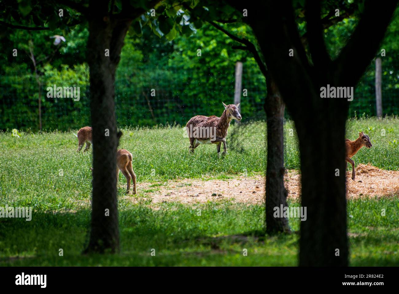 Animals, adult and young deer in a national park Stock Photo - Alamy