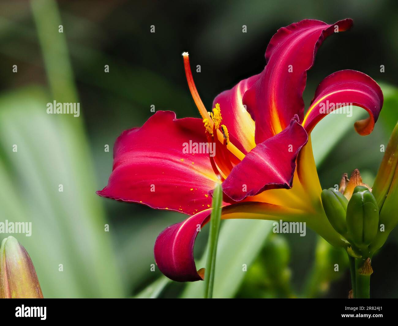 Single flower of the hardy perennial day lily, Hemerocallis 'Berlin Red ...
