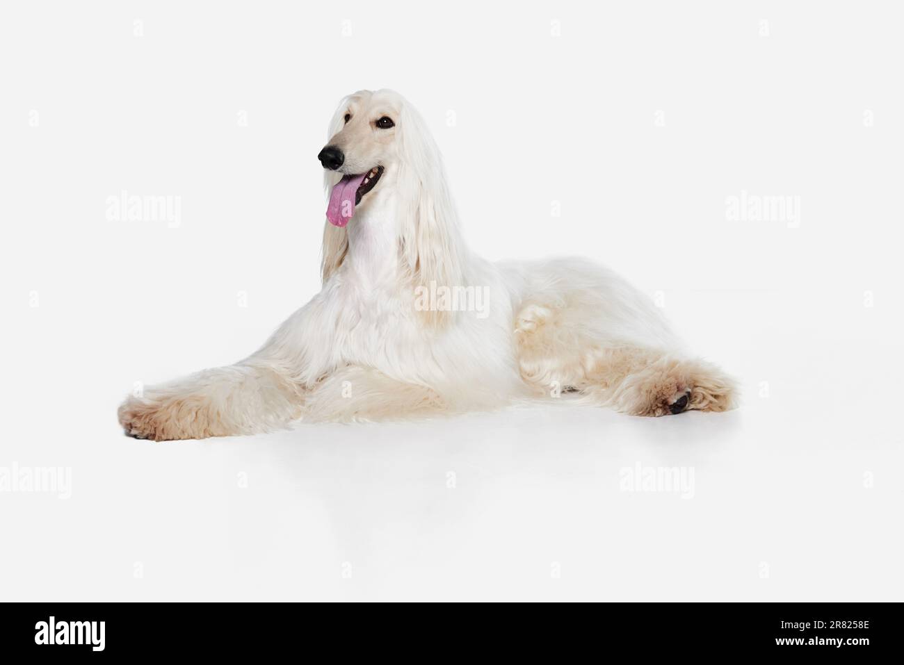 Image of beautiful, smart, purebred Afghan Hound dog lying on floor ...