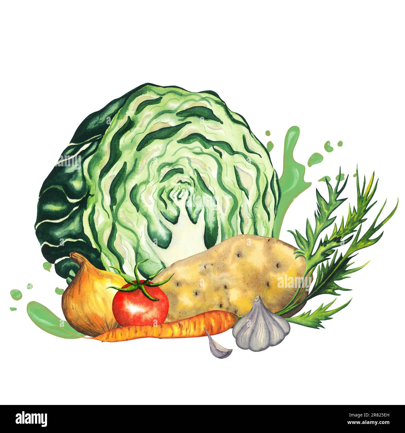 Watercolor vegetable composition with cabbage, carrot, onion, garlic ...