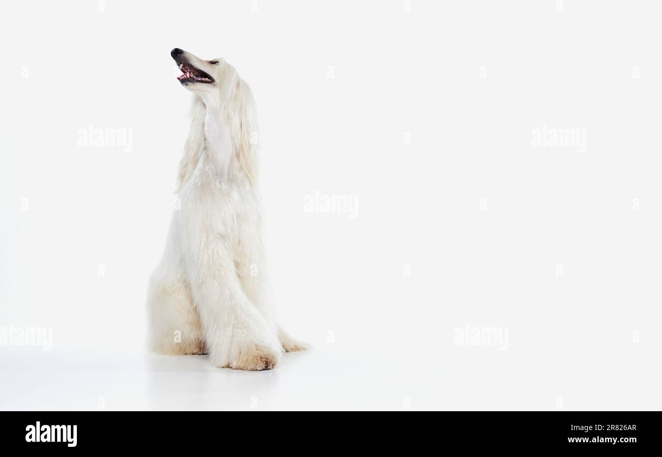 Image of beautiful, smart, purebred Afghan Hound dog sitting against ...