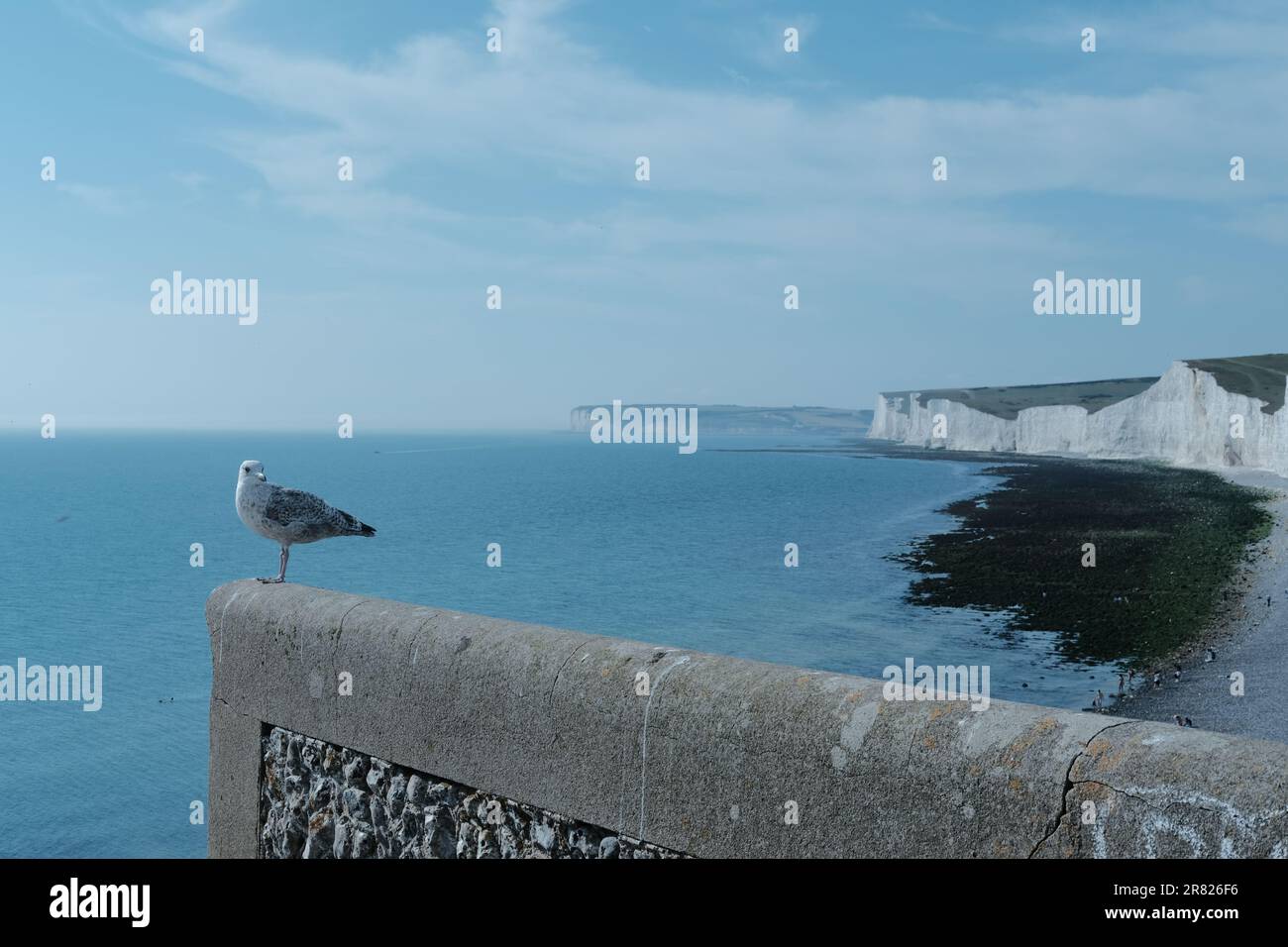 A seagull perched atop the iconic White Cliffs of Britain in the UK ...