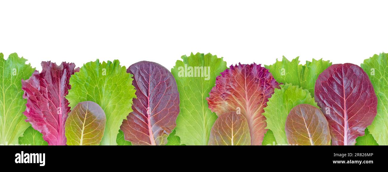 Lettuce salad purple and green leaves seamless horizontal border ...
