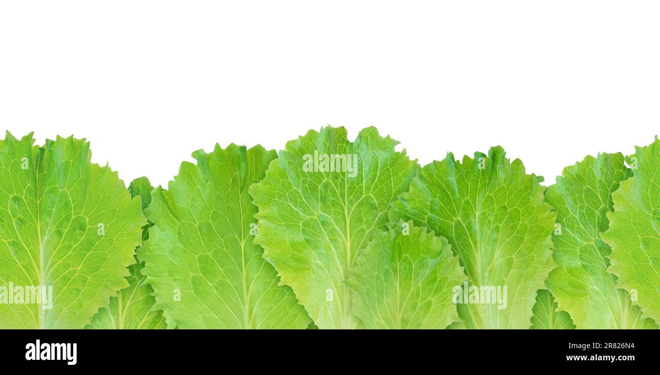 Lettuce salad green leaves seamless horizontal border pattern isolated ...