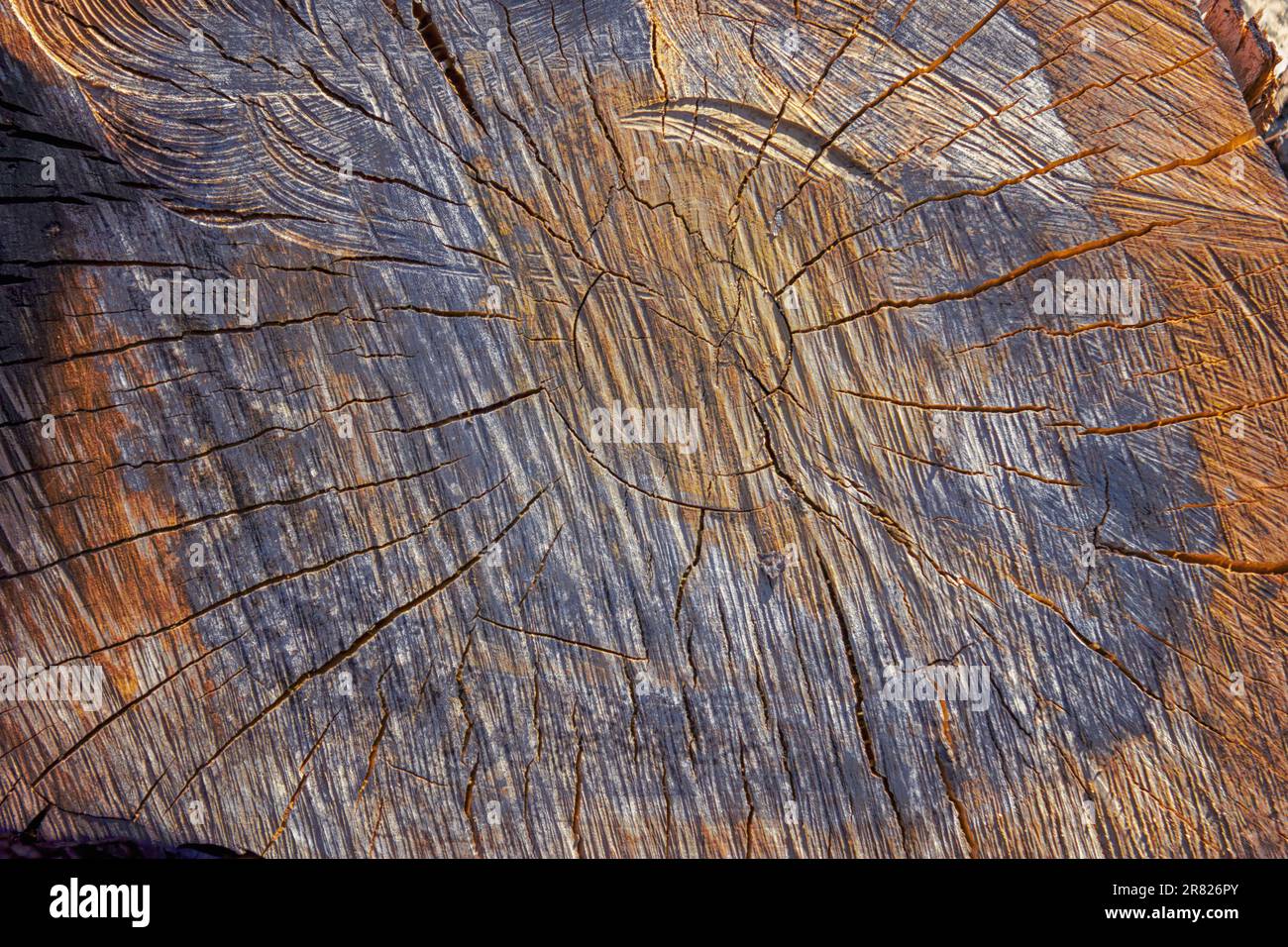 Wood background showing top cut of tree trunk with rings and textured ...