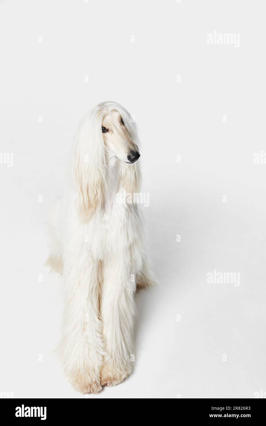 Image of purebred, beautiful Afghan Hound dog sitting and attentively ...