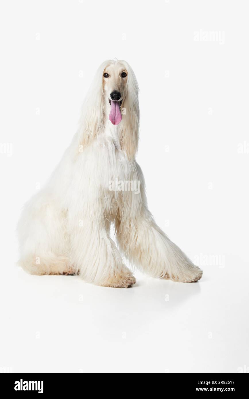 Image of purebred, beautiful Afghan Hound dog sitting and attentively ...