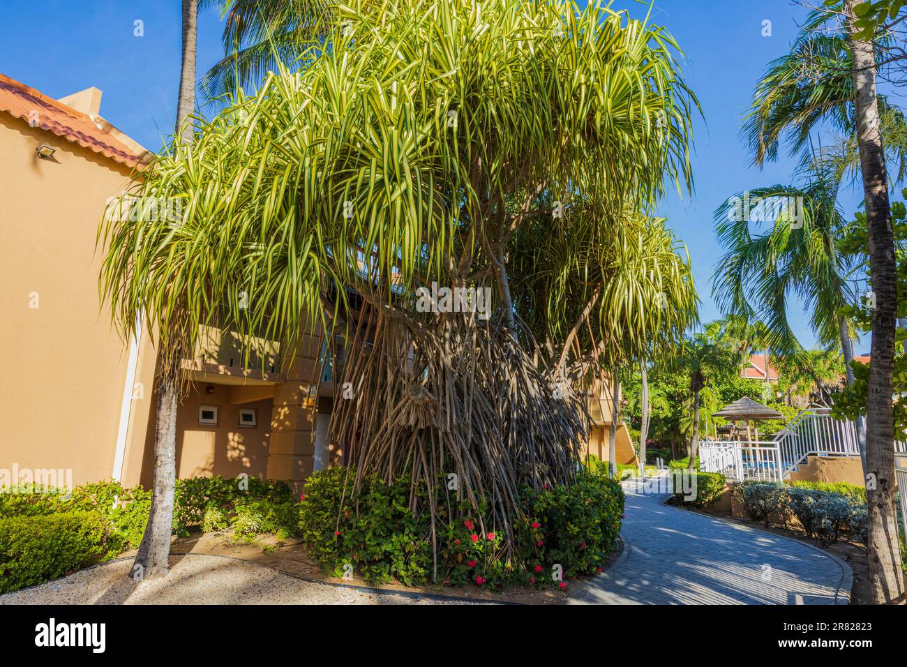 Beautiful view of green tropical plants and trees along road in garden ...