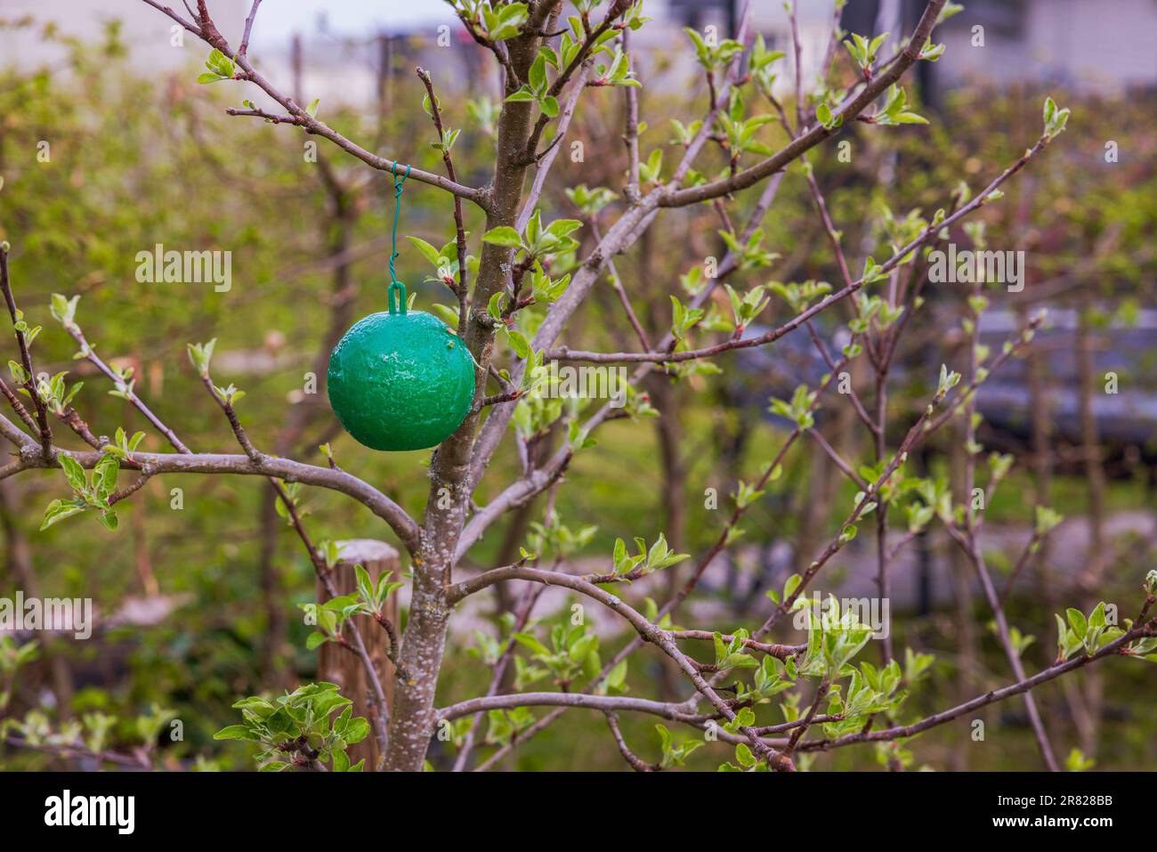 Close-up view of green plastic sticky insects trap on apple tree Stock ...