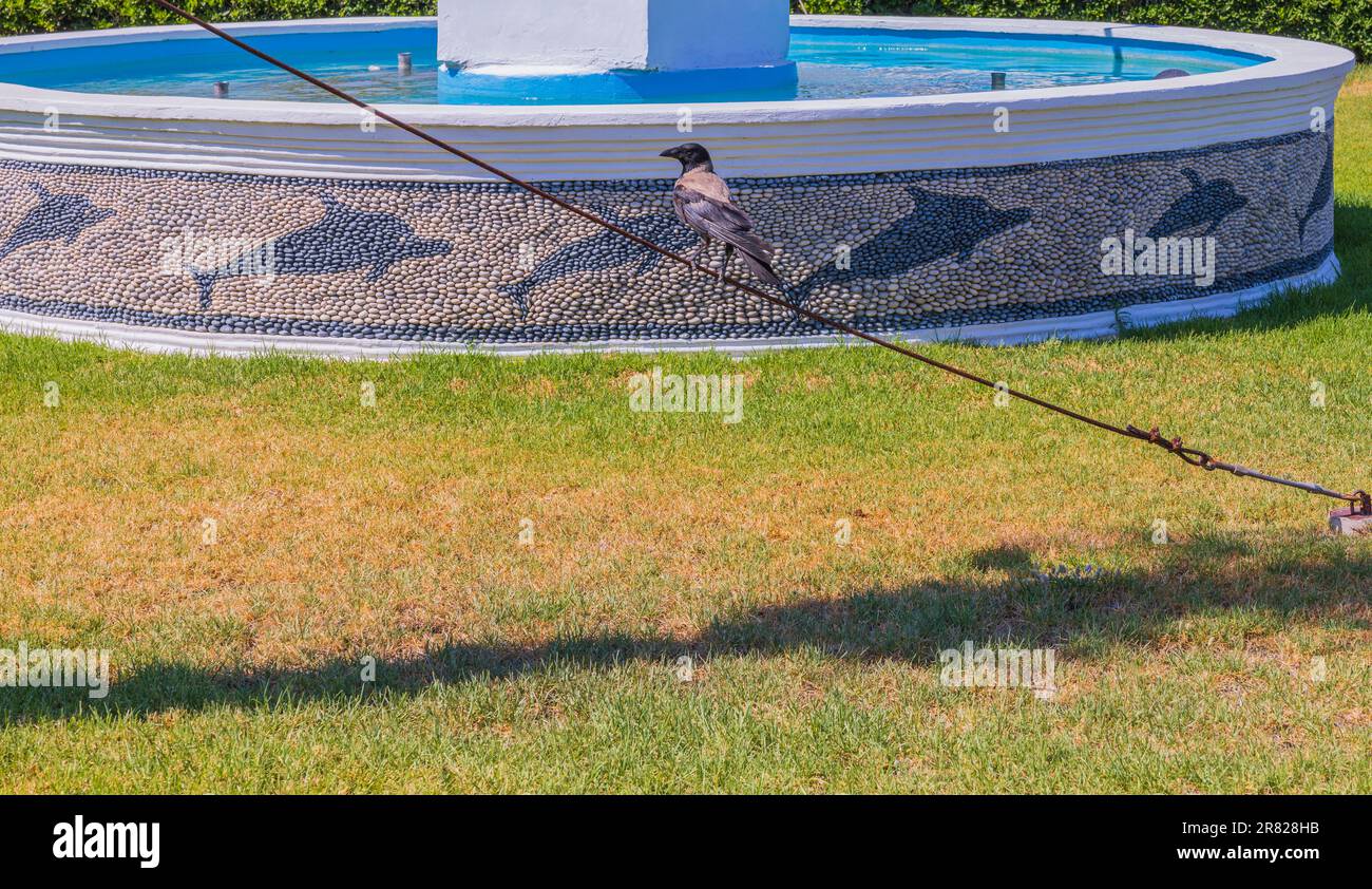 Plant view near water fountain hi-res stock photography and images - Alamy