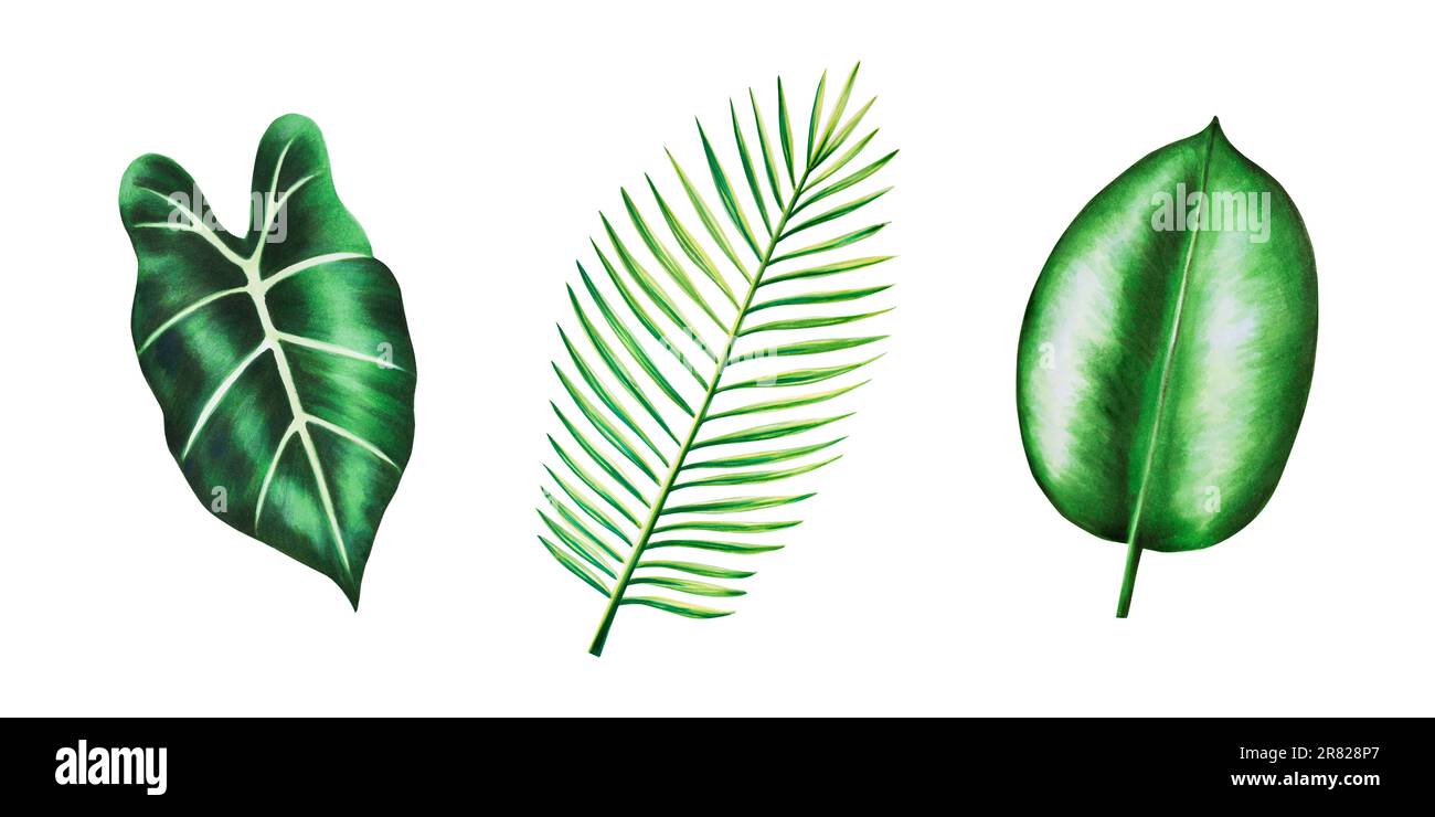 Watercolor set of realistic tropical leafs. Illustration of monstera ...