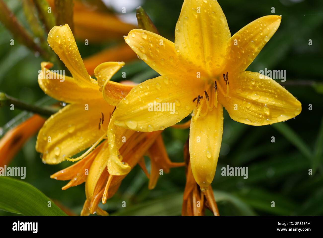 Yellow day-lilies in the rain. Quebec,Canada Stock Photo - Alamy