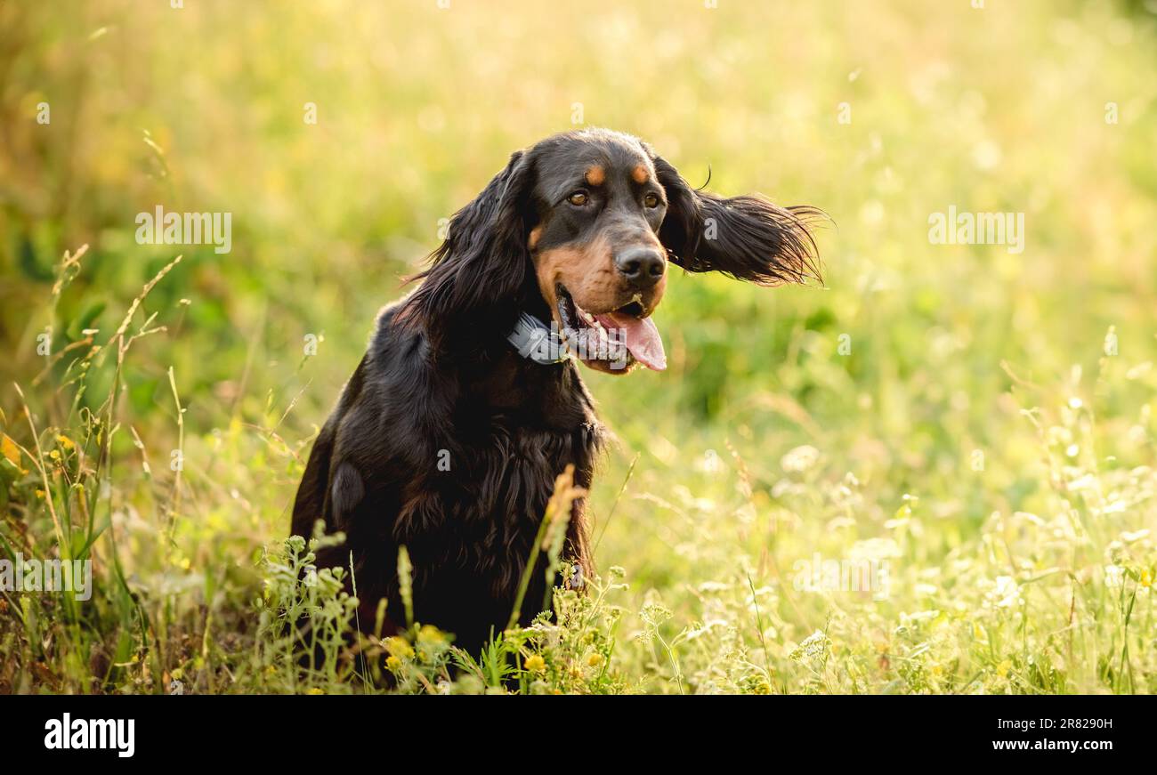 Nice scottish setter dog on green grass background Stock Photo - Alamy