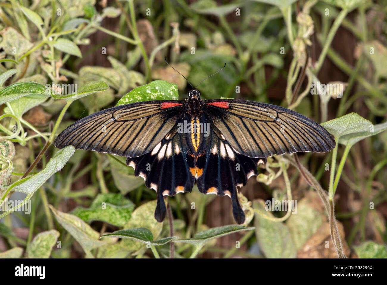 Mackinac Island, Micihgan. Butterfly house. Female Great Mormon ...