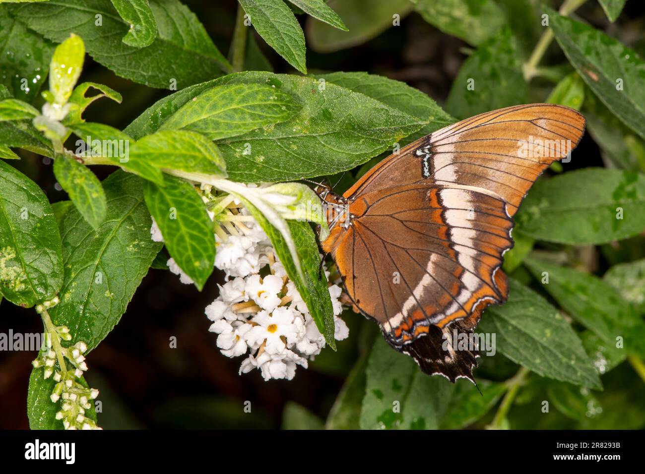 Mackinac Island, Michigan. Butterfly house. Side view of a Rusty-tipped ...