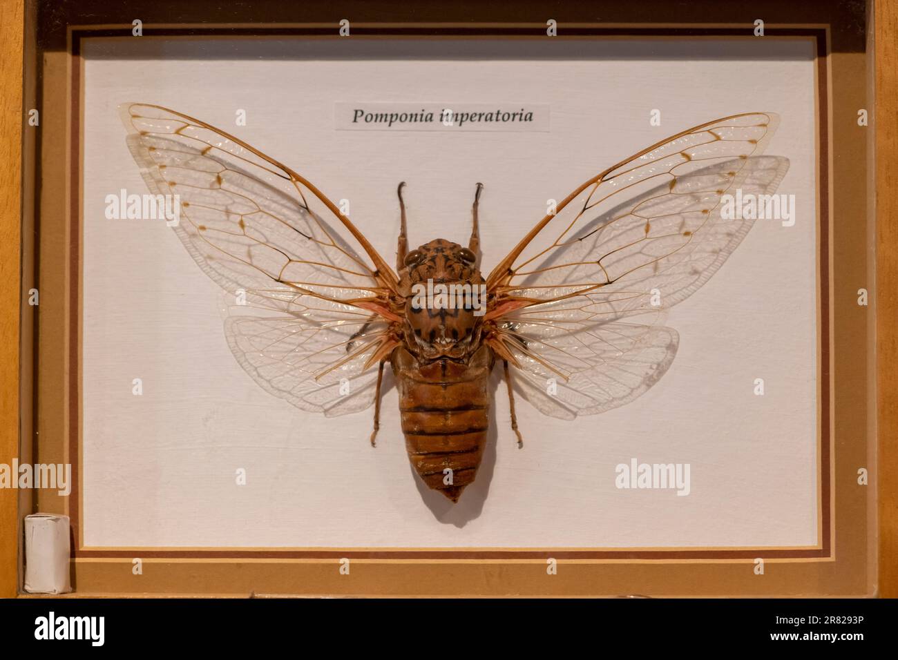 Mackinac Island, Michigan. Butterfly house. Pinned specimen of an ...