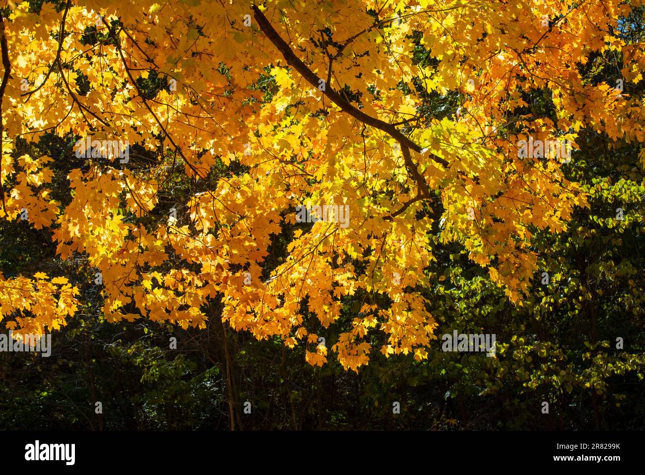 Vadnais Heights, MN. John H. Allison forest. Beautiful backlit maple ...