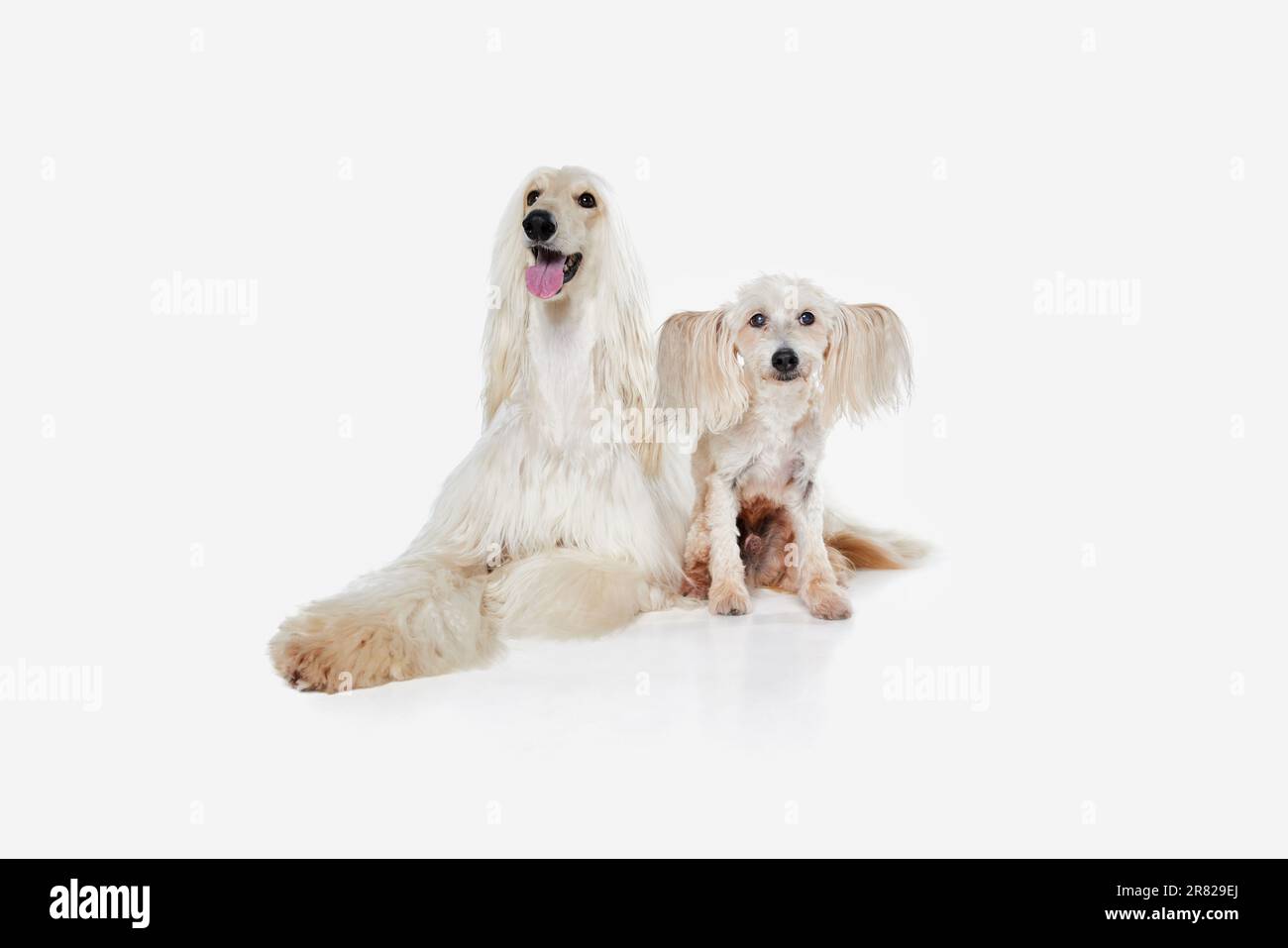 Image of beautiful, purebred Afghan Hound and Chinese Crested Dog ...