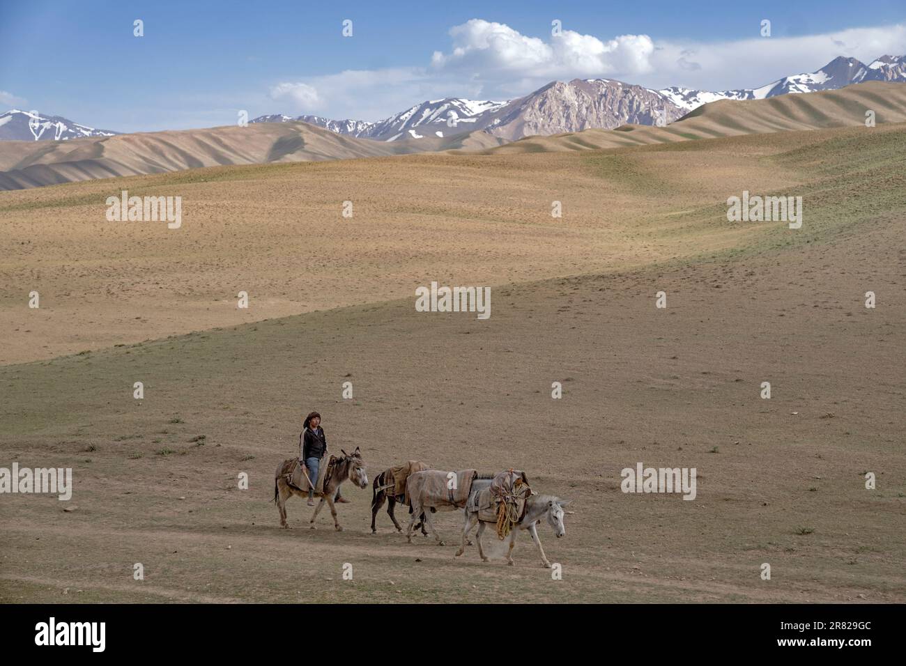 An Afghan nomad, called Kuchi, leads his donkeys in Bamiyan province ...