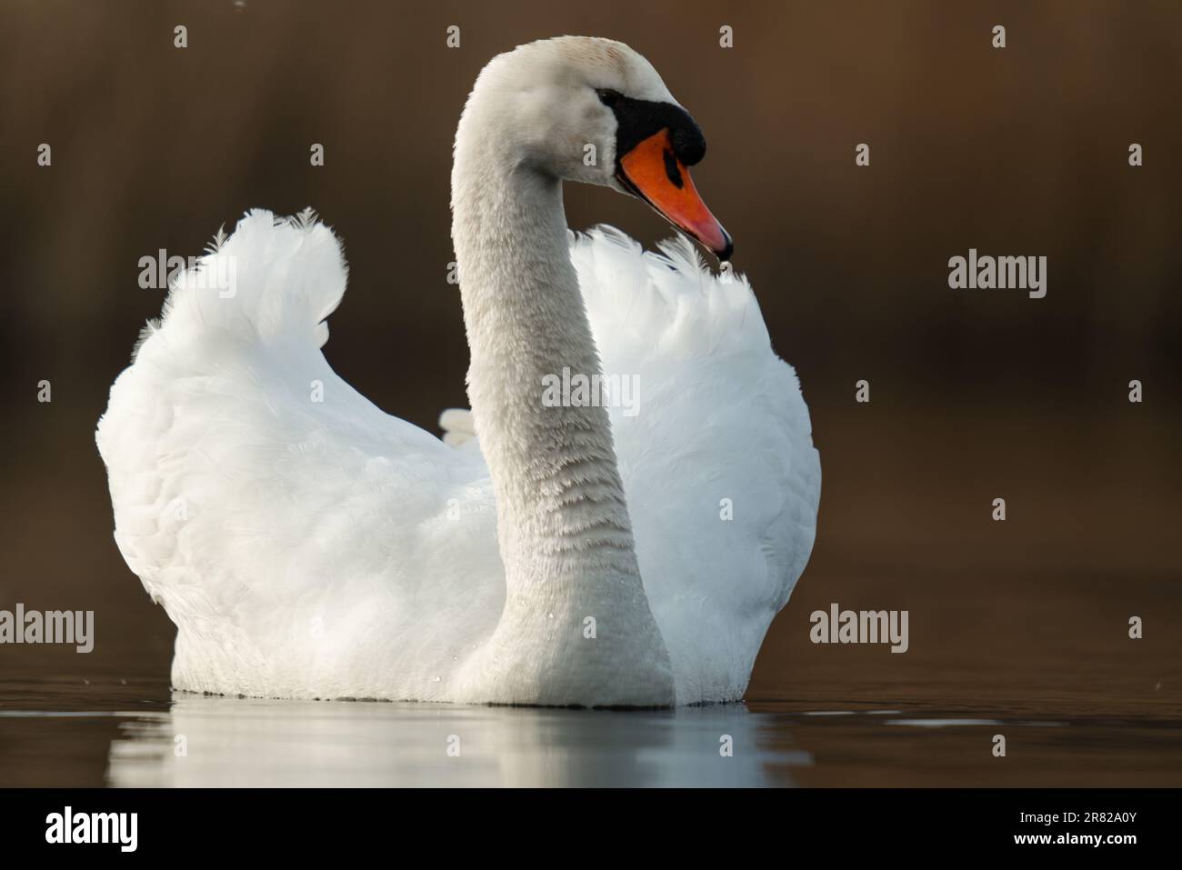 A beautiful swan gliding gracefully through a tranquil body of water ...