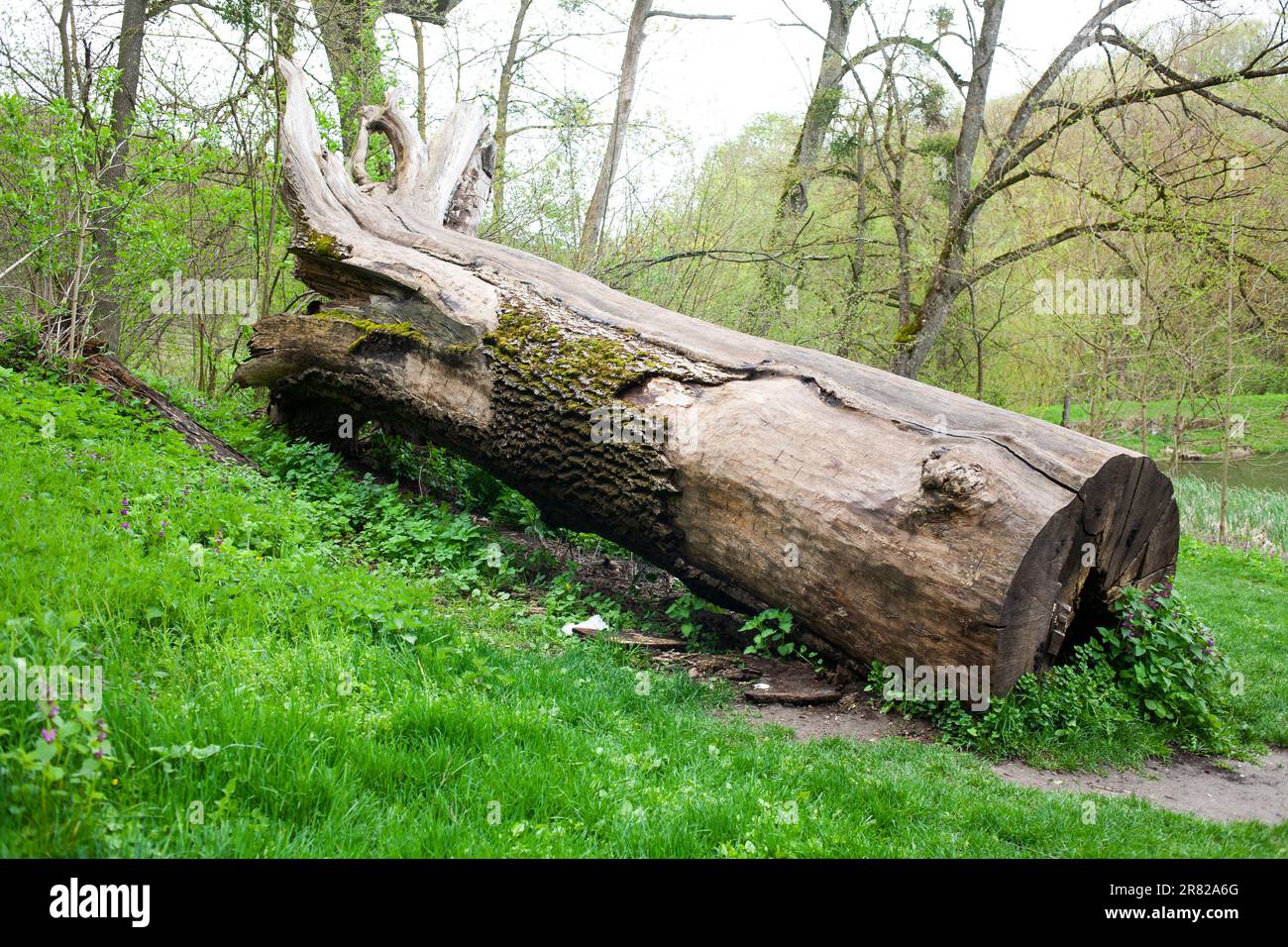 fallen tree in the spring forest Stock Photo - Alamy