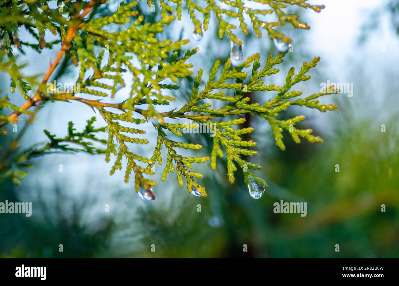 A vibrant green tree with lush foliage illuminated by light, creating a ...